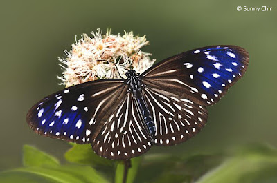 Butterflies of Singapore: Life History of the Striped Blue Crow