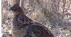 Project Gridless: Hunting Grouse, Wild Turkey and Fowl in Ontario