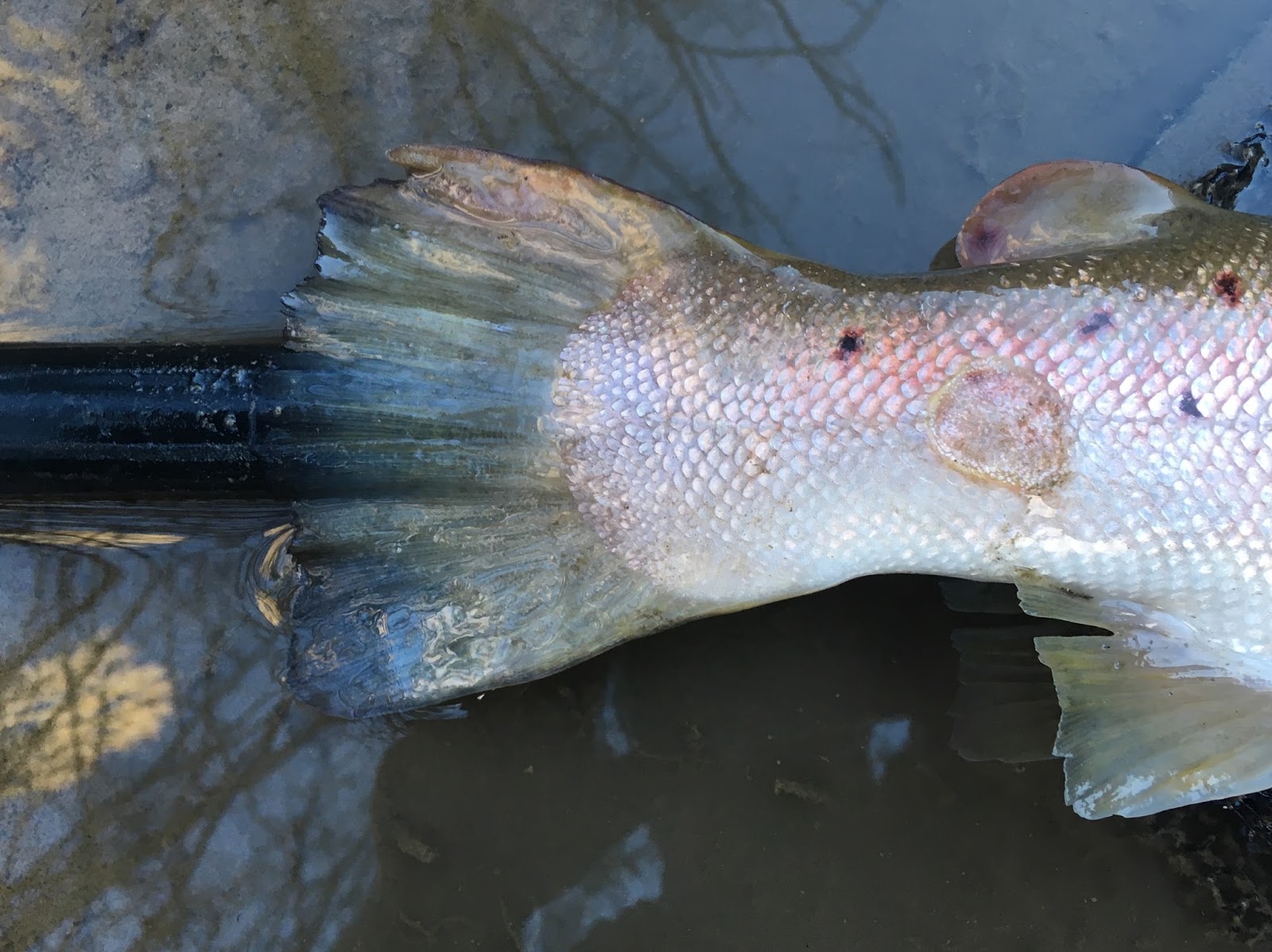 Un engendro genético, como llevar las cañas en el coche y un almendro ...