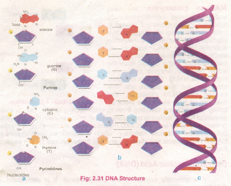 Knowledge Class: Nucleic Acid - an overview