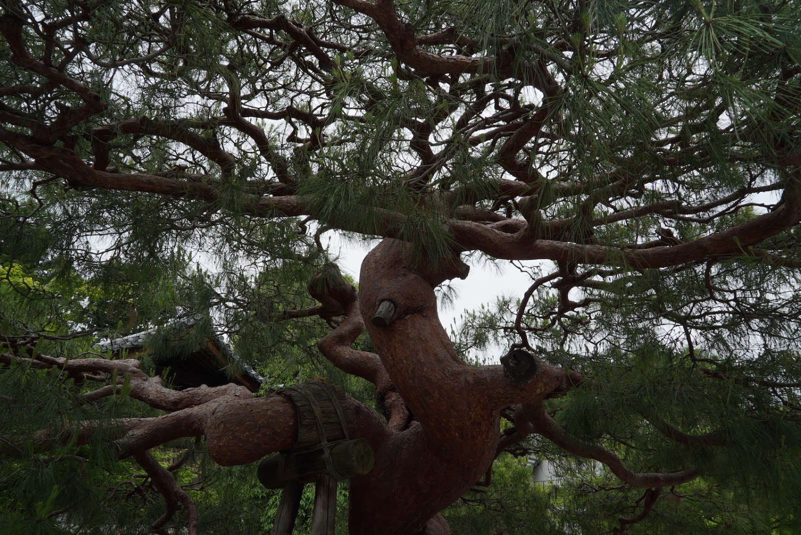 The Bushniks: Kyoto Temples and Gardens