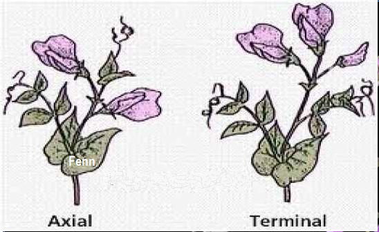 Catatan prestasi Guru Biologi: INVESTIGASI MENDEL TENTANG HEREDITAS