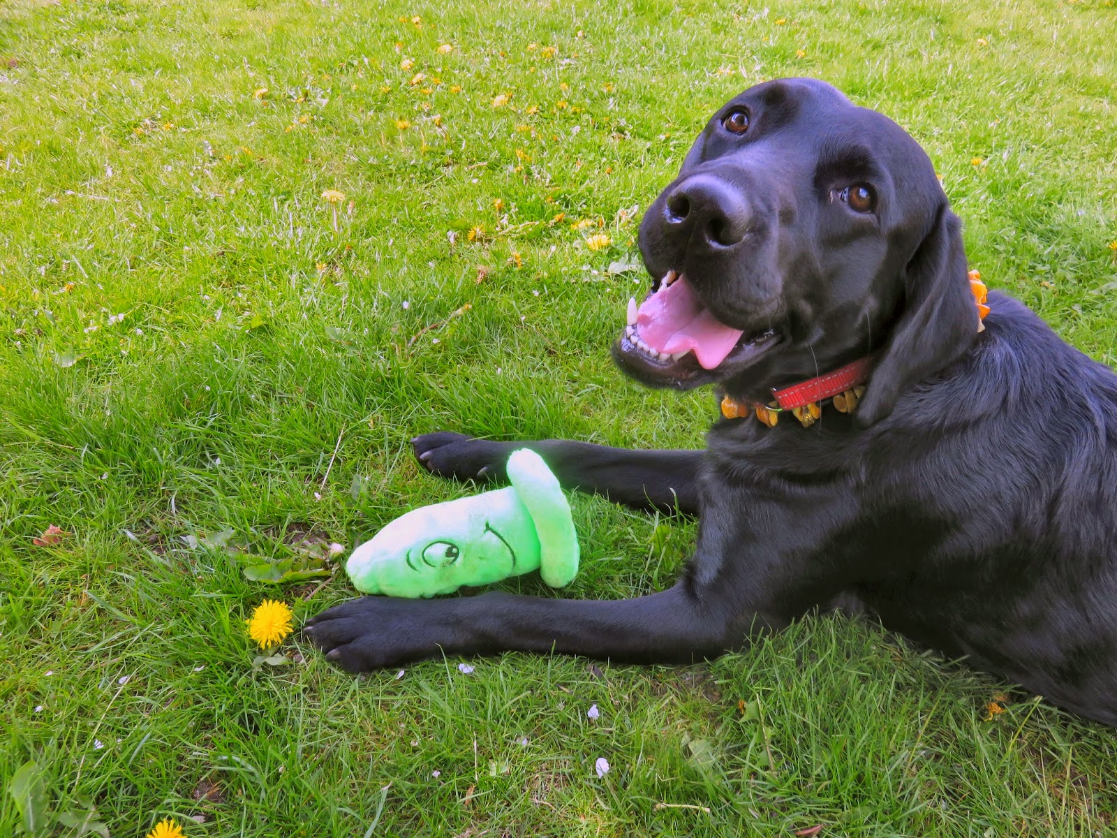 Nya åren i Hjo: Två glada snoppar