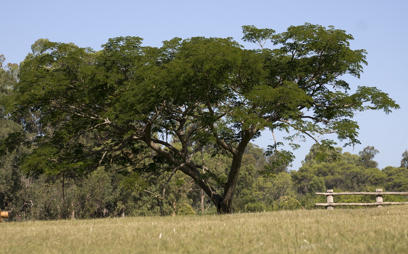 FOTOGRAFIAS DE LA FLORA AUTOCTONA DEL URUGUAY: TIMBÓ