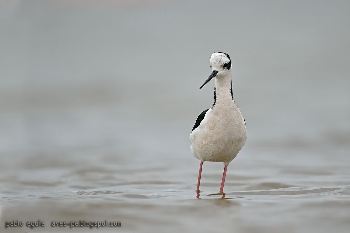 mis fotos de aves: Himantopus (himantopus) melanurus Tero Real Black ...