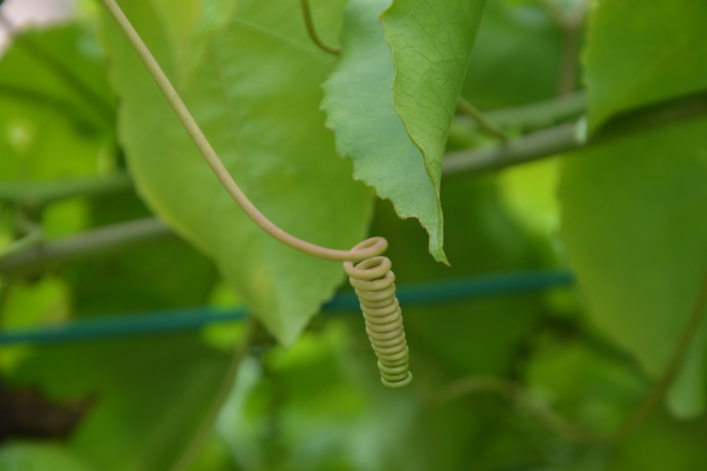 My little vegetable garden: Tendrils of markisa / passion fruits