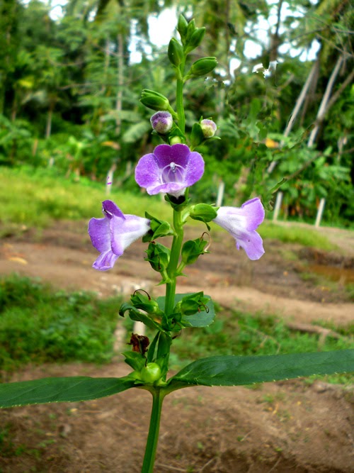 Koala Bells - Gas Kotala | SL Flora