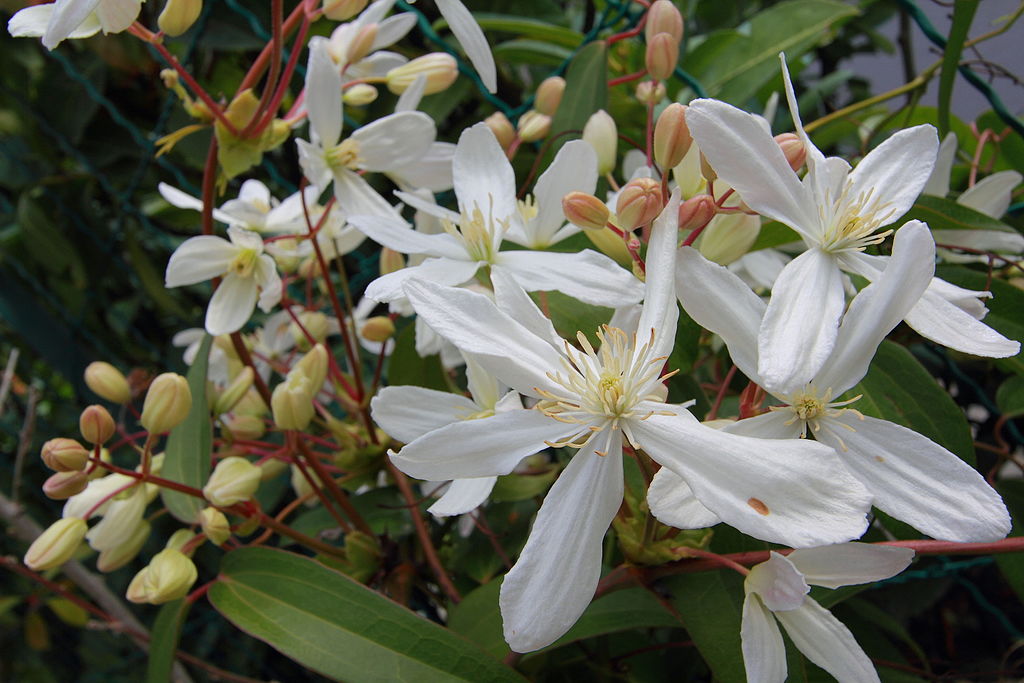 HOW TO GROW CLEMATIS ARMANDII |The Garden of Eaden