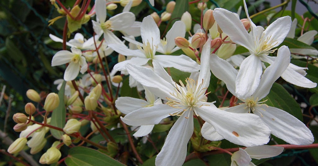 HOW TO GROW CLEMATIS ARMANDII |The Garden of Eaden