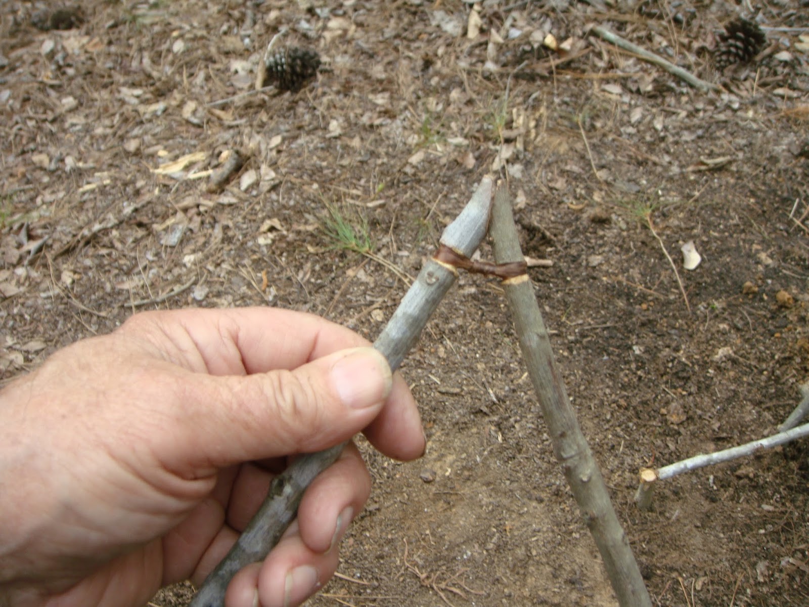 Sensible Survival: How to build a Toggle-Trigger Scissor Trap