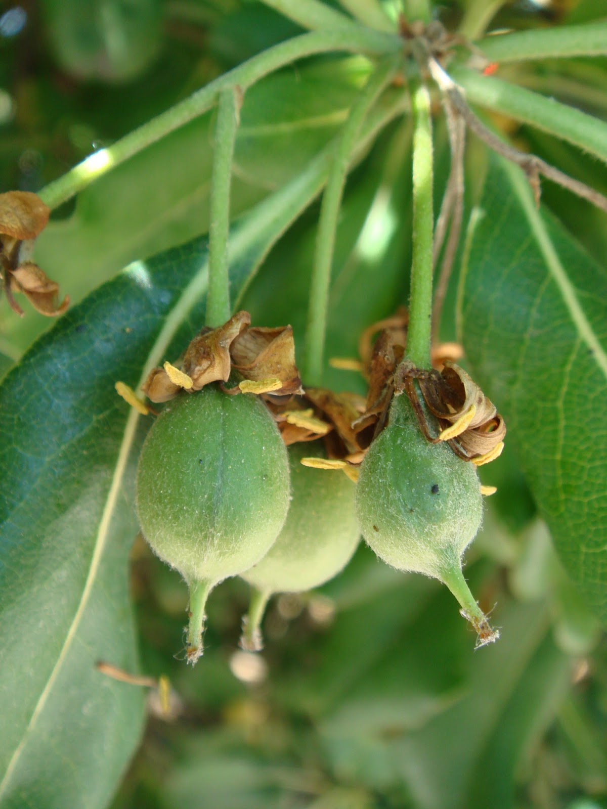 Flora urbana de Getafe