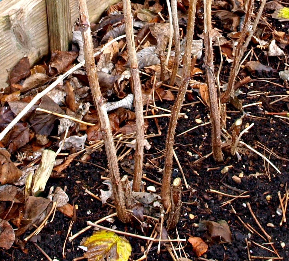 Mark's Veg Plot: Raspberry maintenance