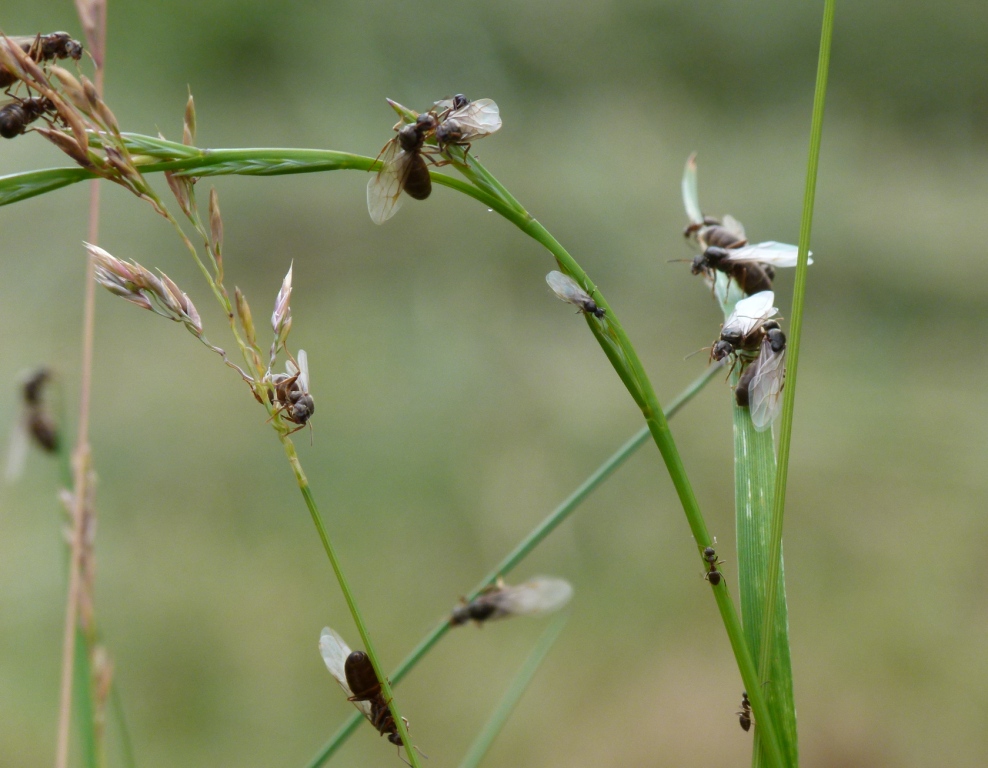 Urban Wildlife Jottings: Black ant mating flight