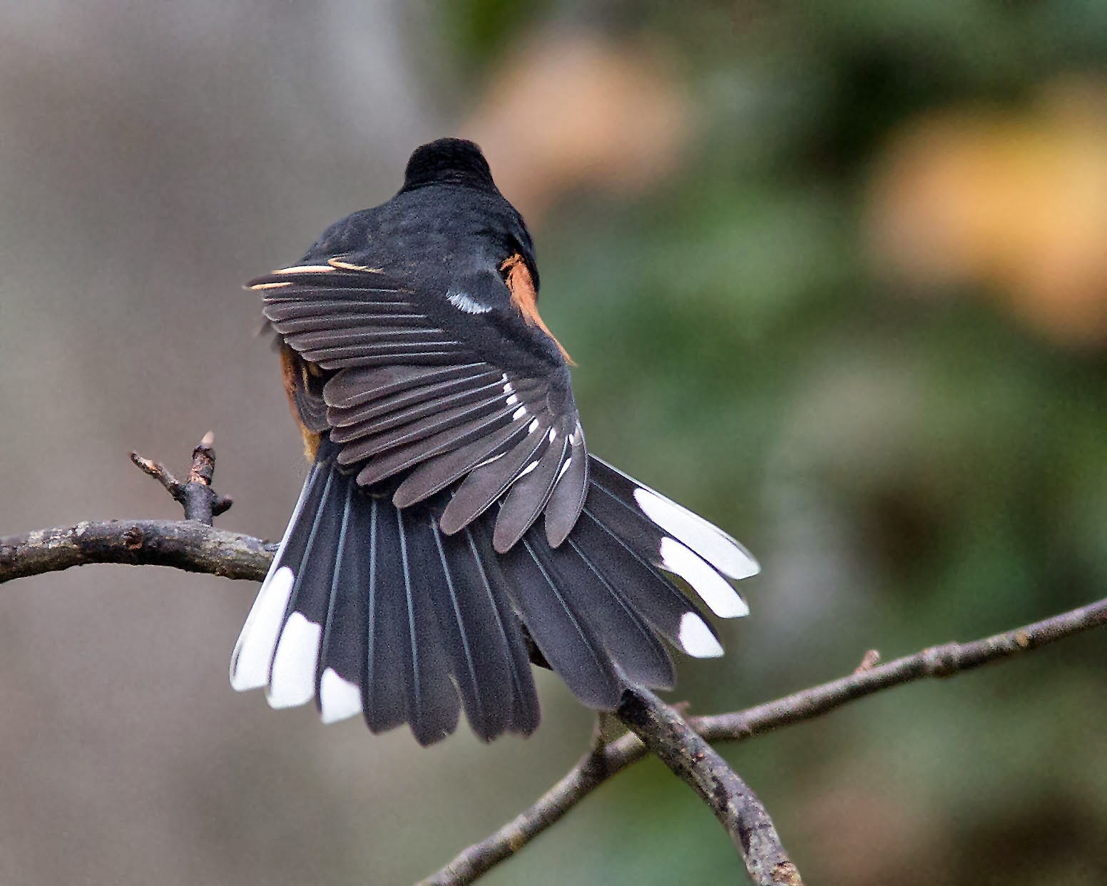 Exploring Nature in NC: Eastern Towhee