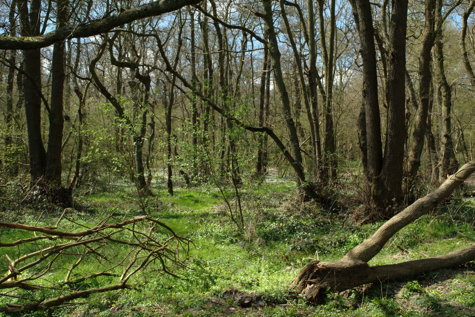 John Clare Weblog: The Approach of Spring (IV)