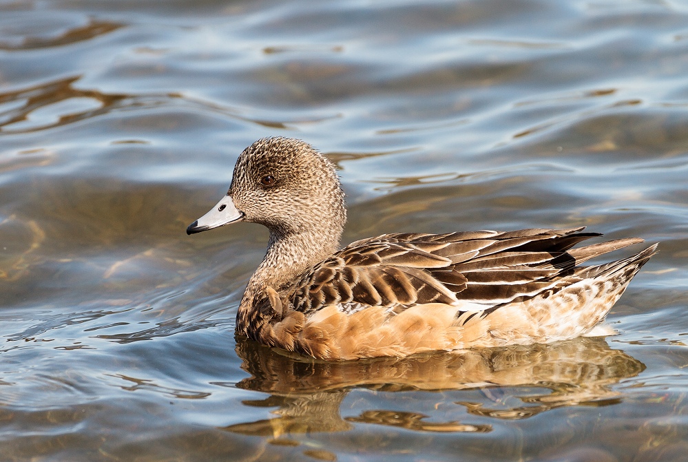 Bitstop: Wigeons