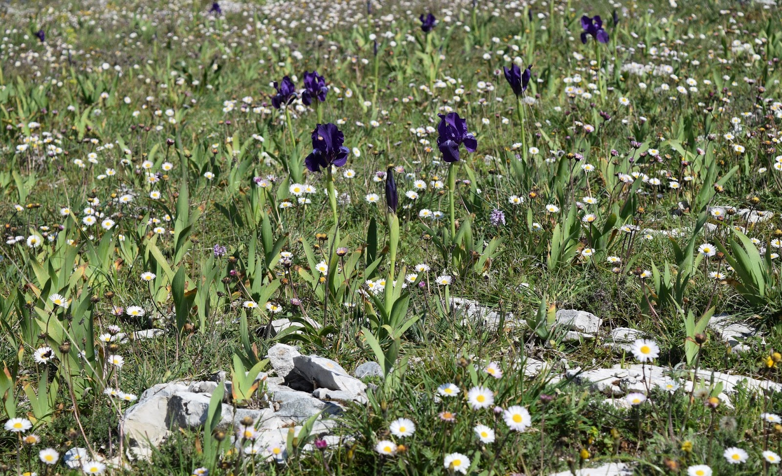 Insectos a florir: 2018