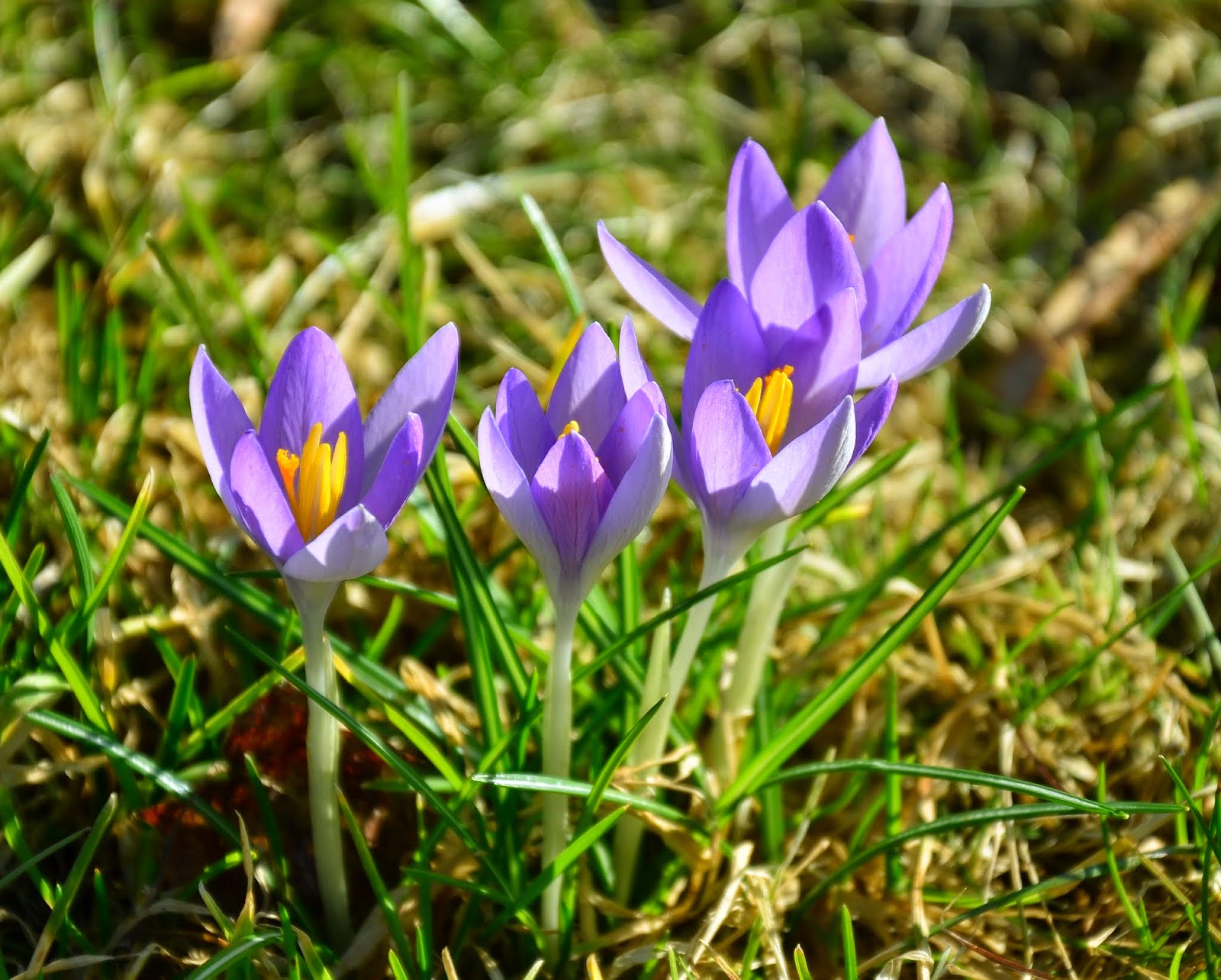House of Beckman: Vårbilder och vovvar med spring i benen!