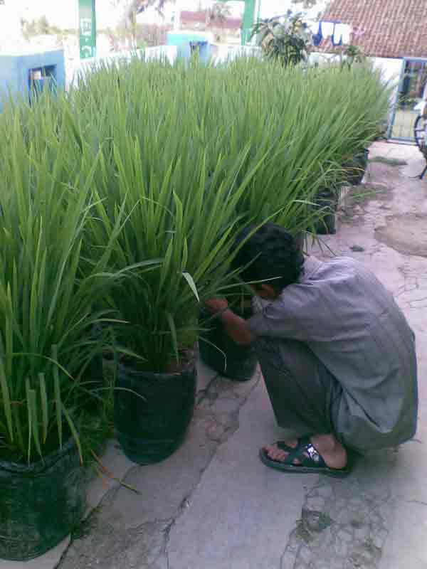 Selamat Datang di Blognya anak panilan: CARA MENANAM PADI DALAM POT/POLYBAG
