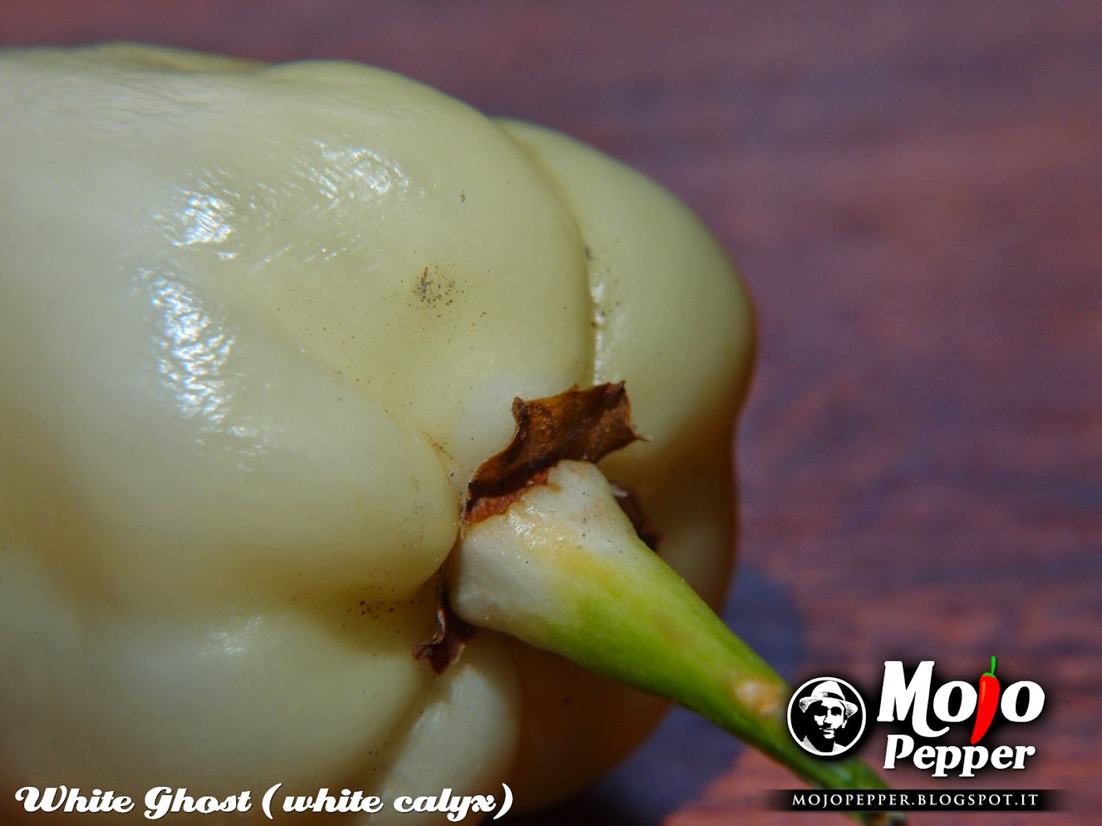 The Mojo Pepper - Just a Chili Pepper grower: White Ghost chili pepper with white calyx as bubblegum