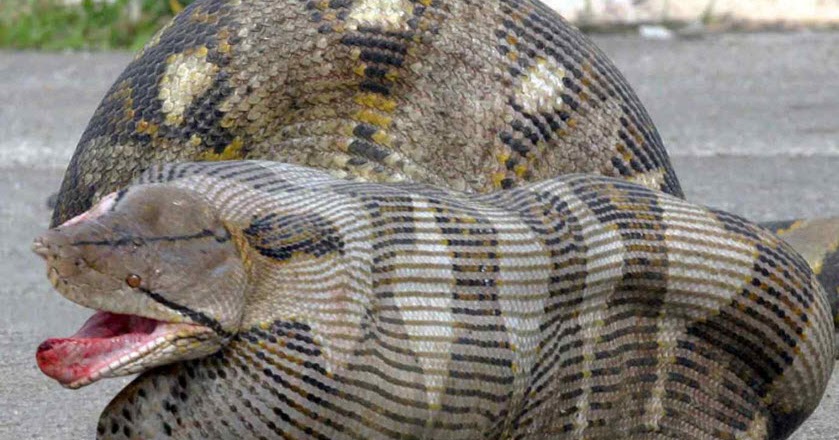 Burmese Python | Wild Life World