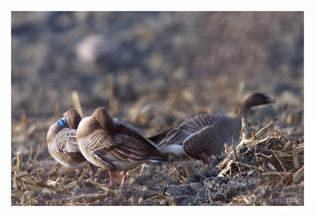 What a Wonderful World!: Kleine rietganzen