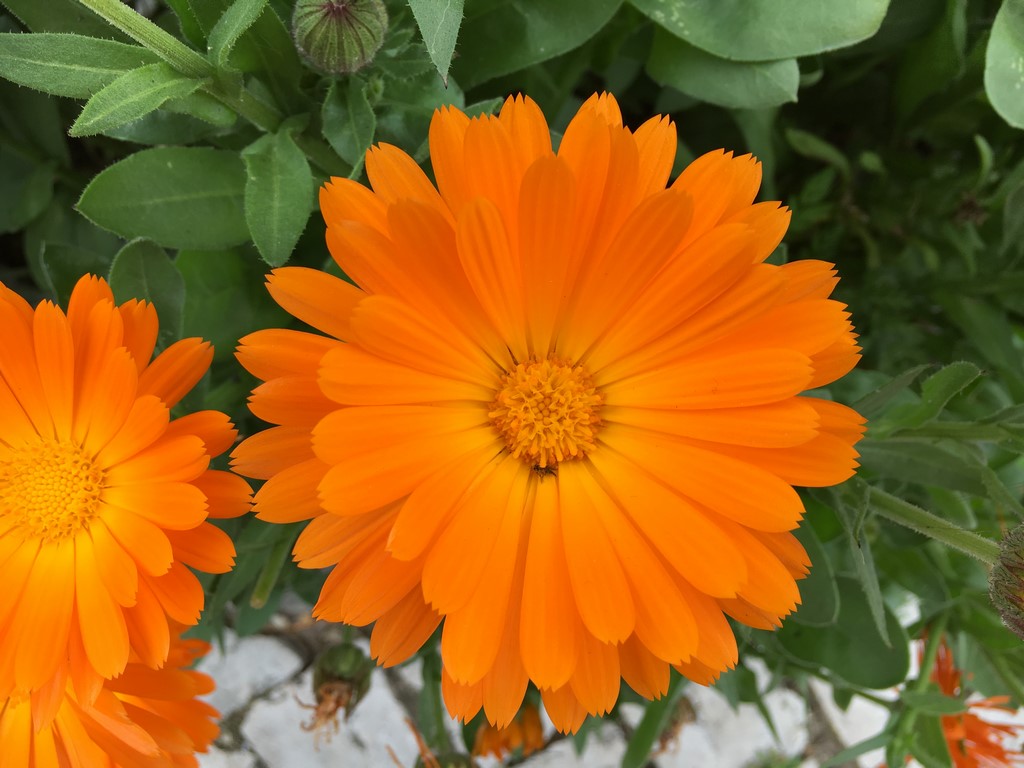 DIVAGAR SOBRE TUDO UM POUCO - Poemas, Flores, Pinturas, Férias: Calêndulas