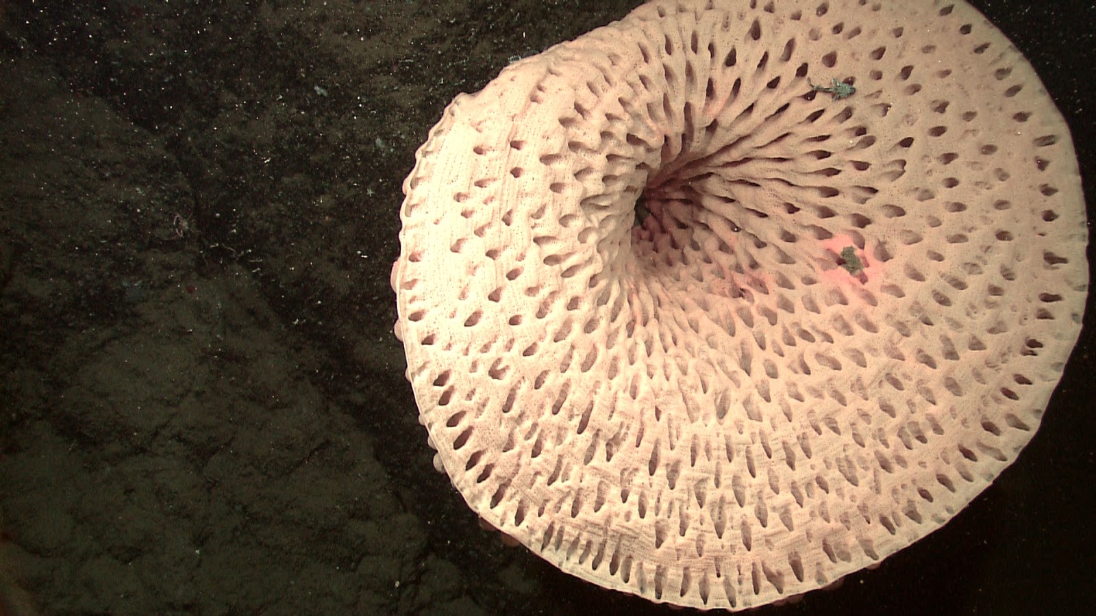 Real Monstrosities: Goiter Sponge