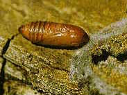 The Food Garden Group: Outsmarting the codling moth