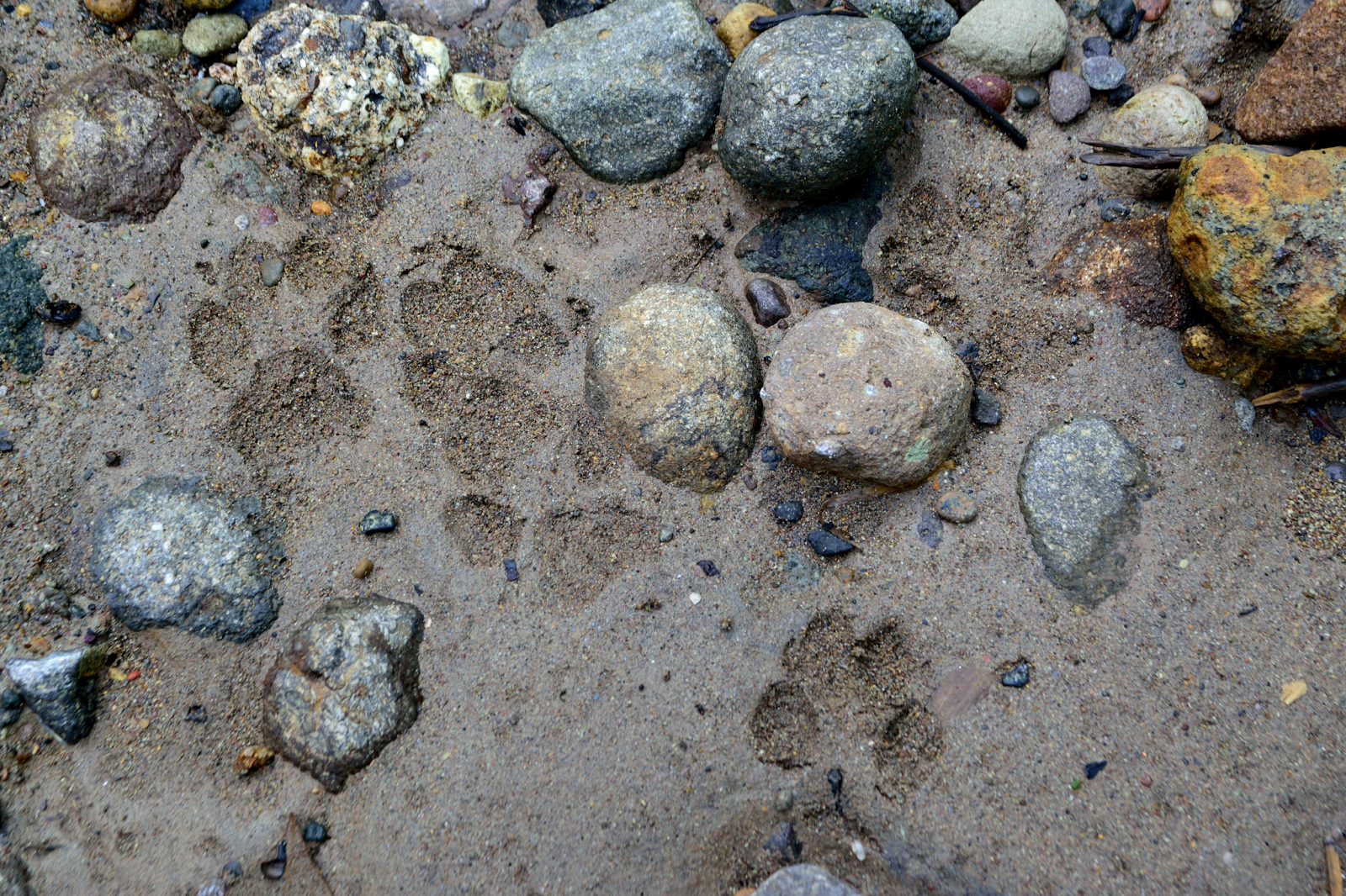 Ocelot Tracks, Rio Viejo, Puriscal
