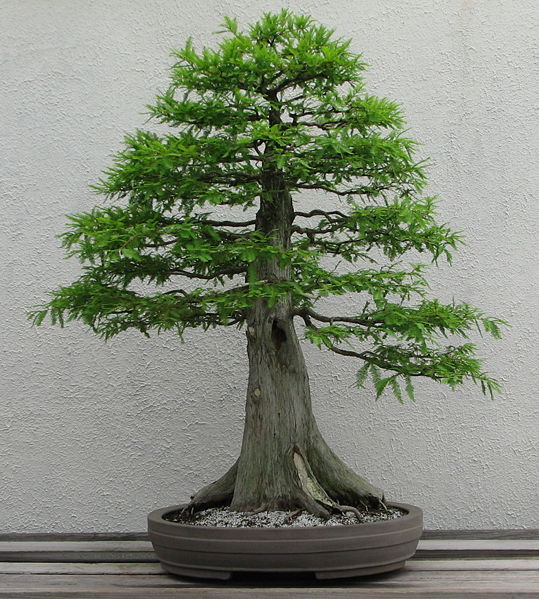 BUNJIN BONSAI N&O: ESTILOS DE BONSAI (CON UN SOLO TRONCO)