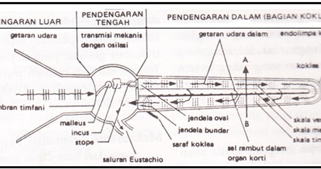 BIOLOGI GONZAGA: PROSES MENDENGAR