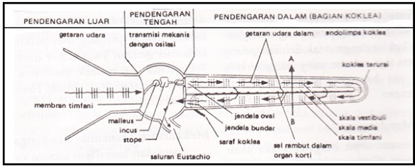 Proses Mendengar