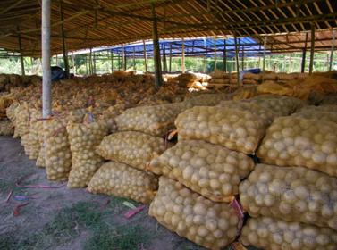 nyummi: pasca panen kentang