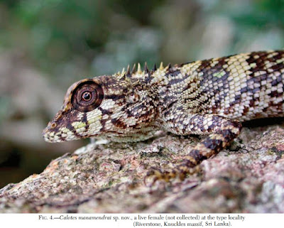 Species New to Science: [Herpetology • 2014] Calotes manamendrai • A ...