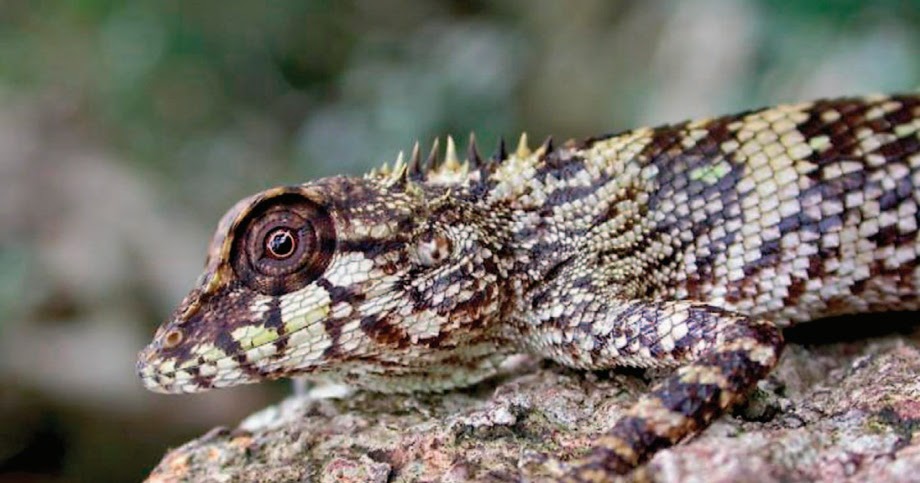 Species New to Science: [Herpetology • 2014] Calotes manamendrai • A ...