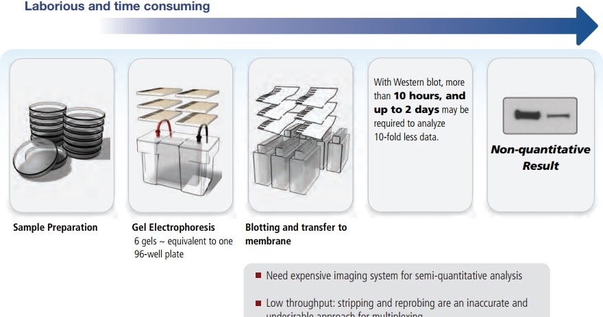 超靈敏電化學發光免疫分析技術 Electrochemiluminescence (ECL)_組織均質液樣品
