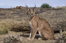 All Animals: African Lynx,Profile,Latest News,Photos