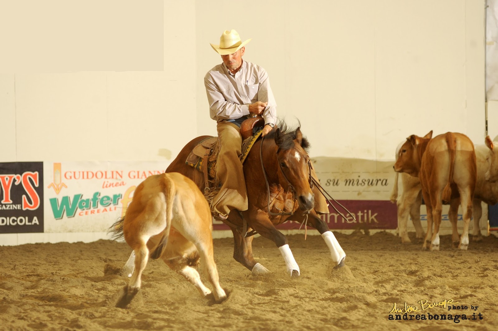 CAVALLI: Monta Western, Razze, Caratteristiche...: CUTTING (Versione ...