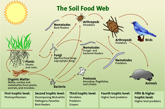 Undestanding And Examples Of Food Chain EducatioN undestanding-and-examples-of-food-chain-education