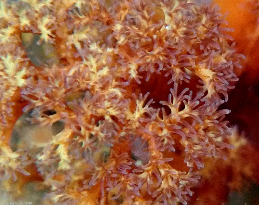 The Natural History of Bodega Head: Branching out