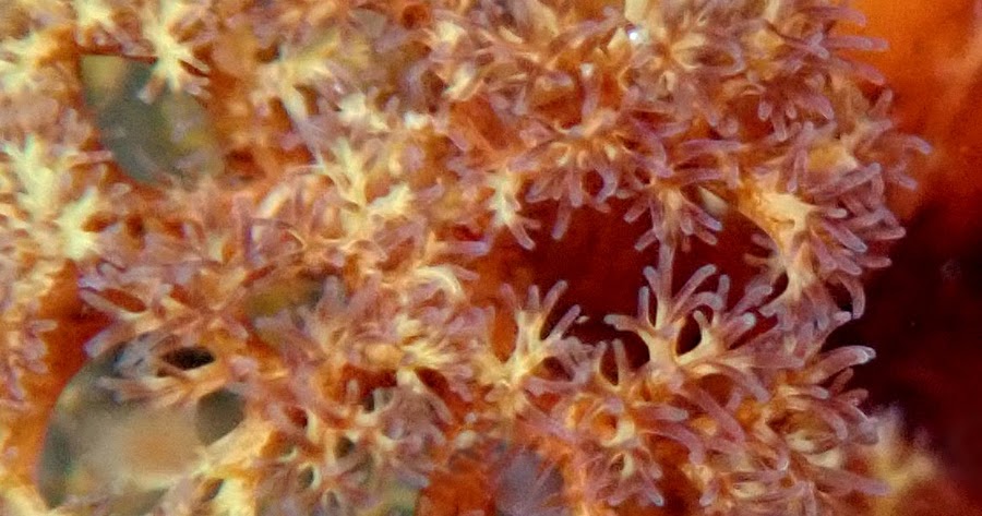 The Natural History of Bodega Head: Branching out