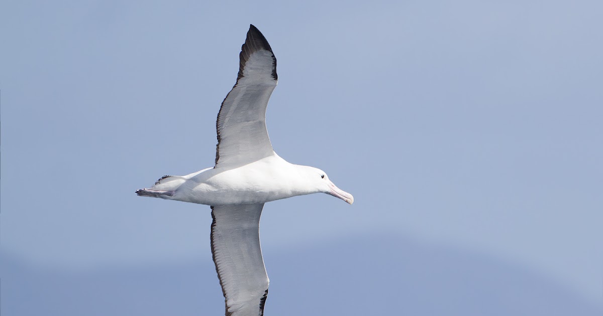 Variety of Life: Procellariiformes