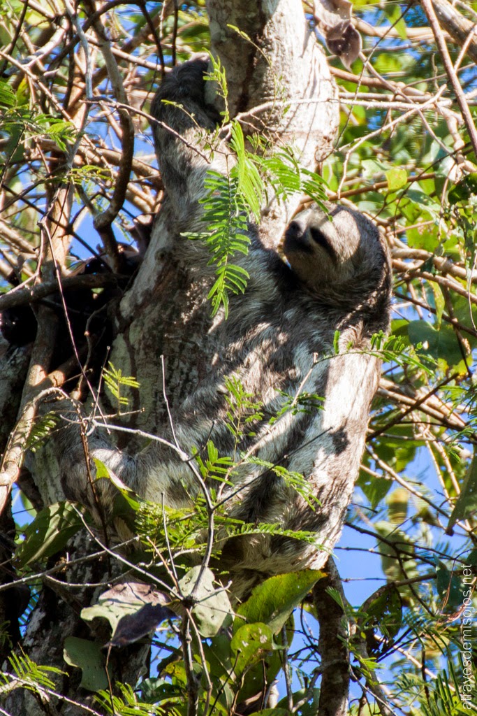 Pajareando por Perú: Selva: Lago Sandoval y Reserva Nacional de Tambopata
