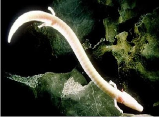 fenomena: Olm