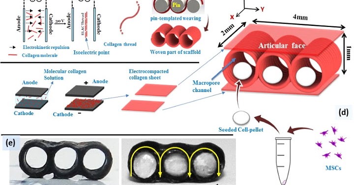Neuromics: Medical Grade Soluble Collagen