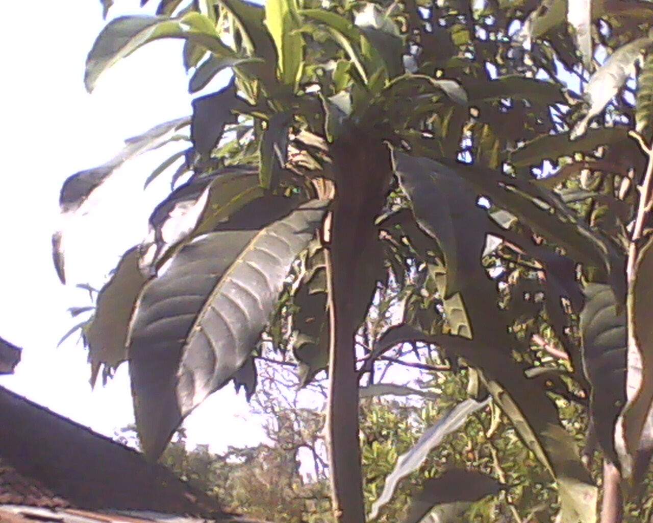 JENITRI - GANITRI - RUDRAKSA -KEBUMEN/ CILACAP