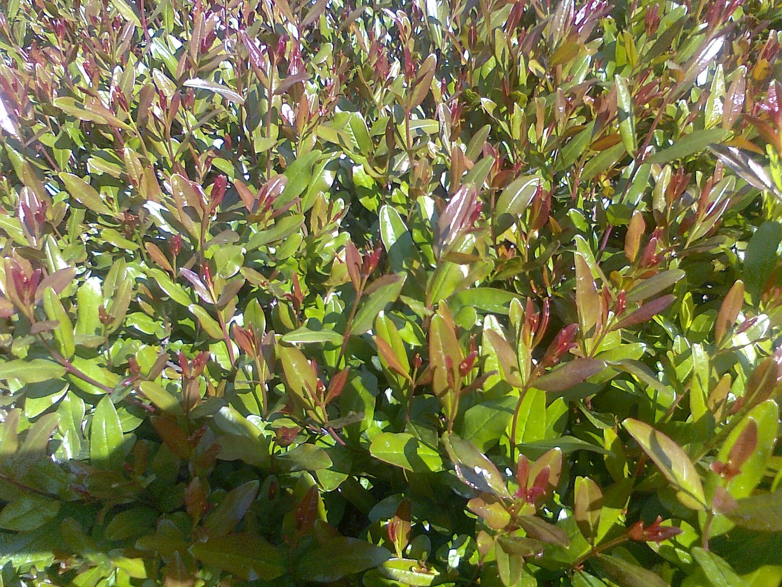 TAL COMO SOMOS, ASÍ TRABAJAMOS: ANTE LA PEQUEÑA CANCILLA PRIMAVERAL ...