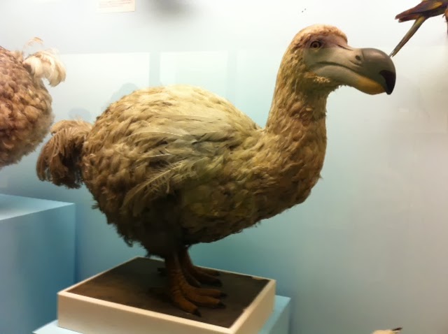 The Dodo Tree