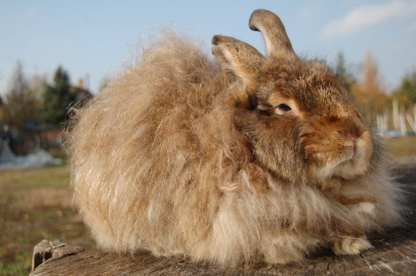Tulipán Angóra: Our Satin Angora Rabbits